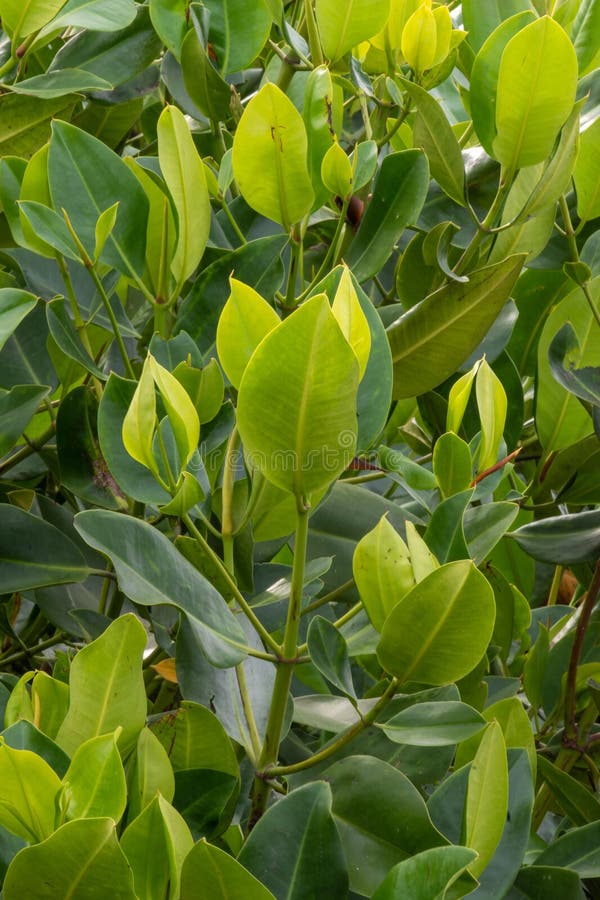 Mangrove Tree in East Java Indonesia Stock Photo - Image of walk, trail ...