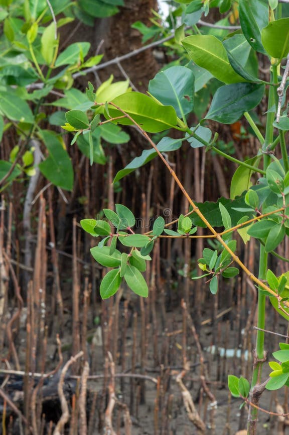 Mangrove Tree in East Java Indonesia Stock Photo - Image of garden ...