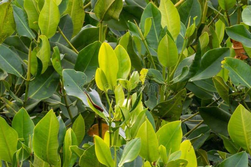 Mangrove Tree in East Java Indonesia Stock Photo - Image of tree, leaf ...
