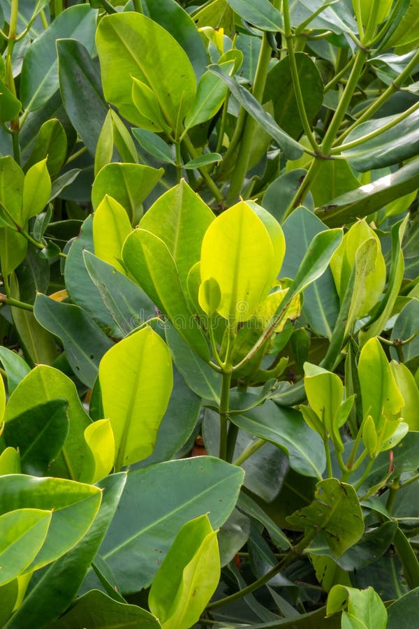 Mangrove Tree in East Java Indonesia Stock Photo - Image of beautiful ...