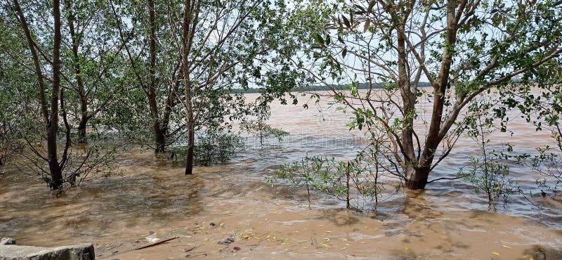 Mangrove Flooded Rainforest in Malaysia Stock Photo - Image of natural ...