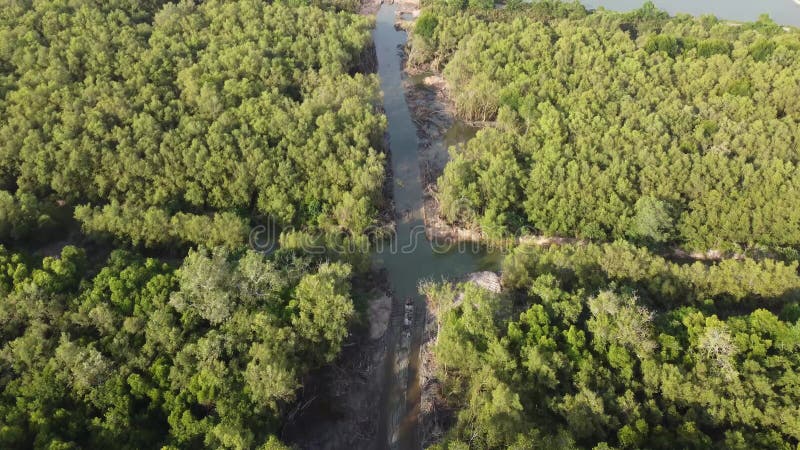 Mangrove Tree Forest is Cut Down Stock Video - Video of path, mangrove ...