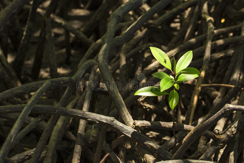 Mangrove Tree Growing on Thick Roots. Stock Photo - Image of single ...