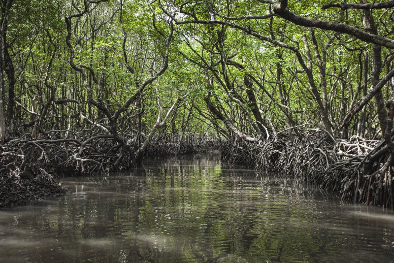 Mangrove Tree at Havelock Island, Andaman and Nicobar, India Stock ...