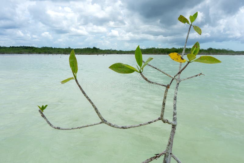 Mangrove tree in lagoon stock photo. Image of leaf, environment - 173977124