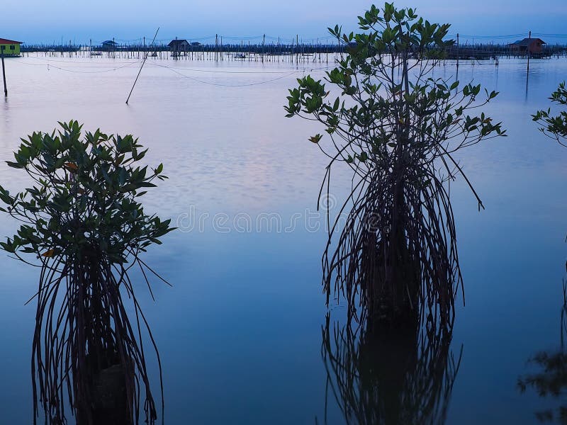 Mangrove Tree , Lake and Sky Sunset Stock Photo - Image of tree, ocean ...