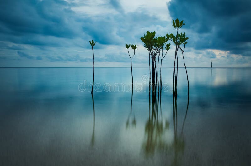 Mangrove Tree Floating on a Sea Stock Image - Image of reflection ...