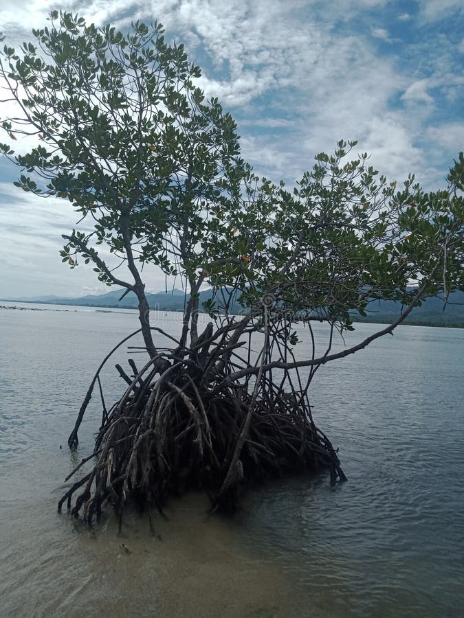 Mangrove Tree in Pane Island, North Sumatra, Indonesia Stock Image ...