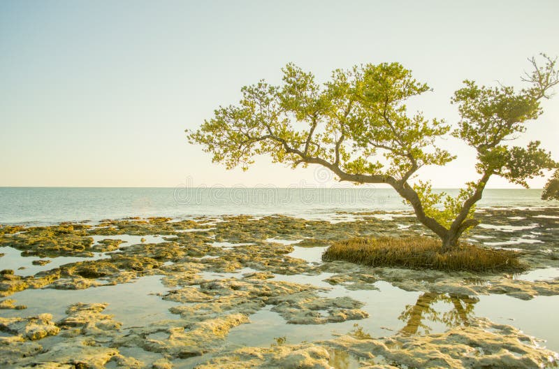 Mangrove Tree stock photo. Image of tree, sunset, alone - 47883580