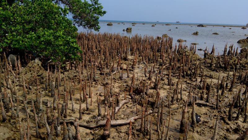 Mangrove Tree Roots Along the Sea with a Root Structure that Grows ...