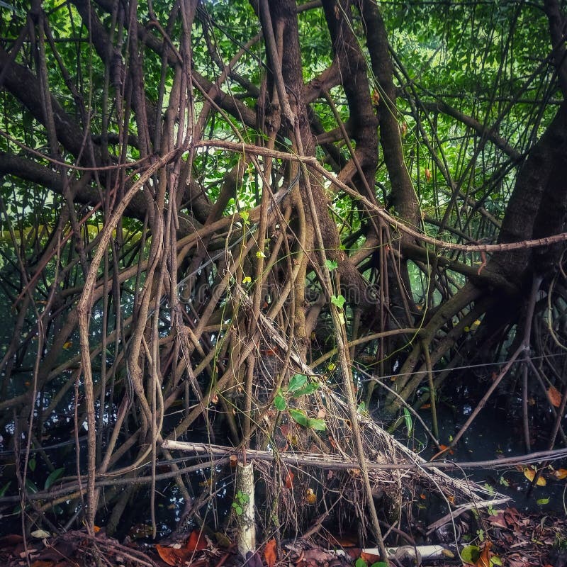 Mangrove Tree Roots on the Beautiful Beach of Kapok Stock Image - Image ...