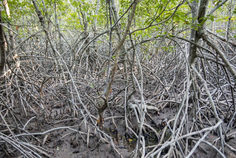 273 Tree Roots Entangled Stock Photos - Free & Royalty-Free Stock ...