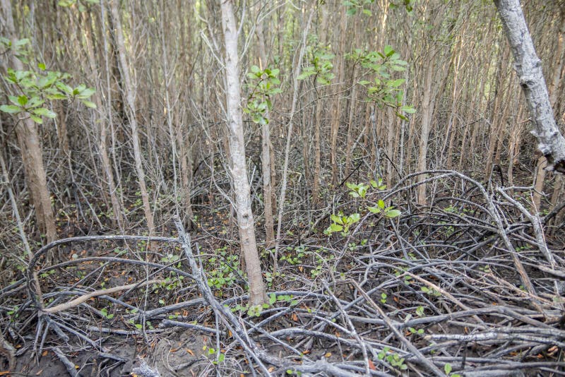 The Mangrove Tree Roots Entangled Stock Photo - Image of mangrove, park ...