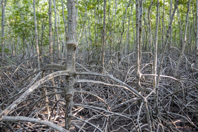 The Mangrove Tree Roots Entangled Stock Image - Image of rainforest ...