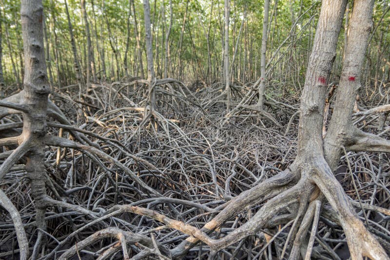 The Mangrove Tree Roots Entangled Stock Image - Image of flora, forest ...