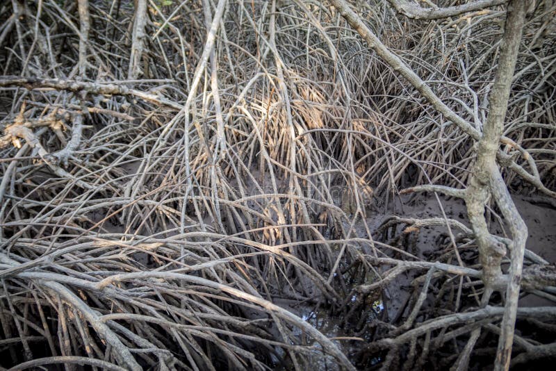 273 Tree Roots Entangled Stock Photos - Free & Royalty-Free Stock ...