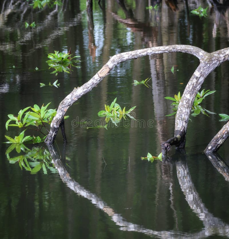 Mangrove Tree Roots and Reflection Stock Image - Image of forest, leaf ...