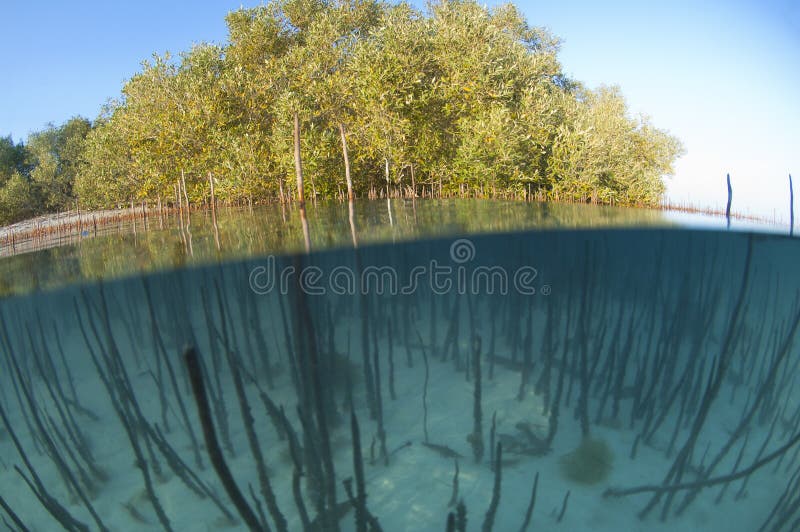 Mangrove Tree with Roots in a Tropical Lagoon Stock Photo - Image of ...