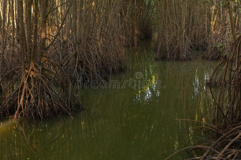 Mangrove Tree Roots in a Wetland Area Stock Image - Image of tree ...