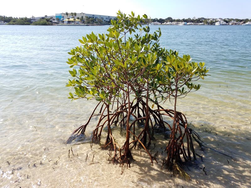 Mangrove Tree in Sand with Water on Shore in Florida Stock Image ...