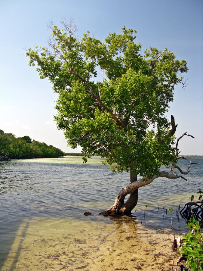 Single Mangrove Tree Growing in Salt Water the Near the Beach in the ...