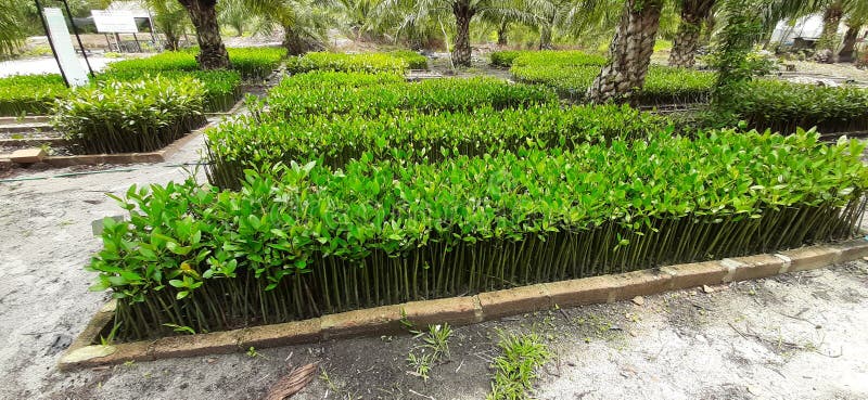 Mangrove Tree Seedlings Ready for Planting Stock Image - Image of plant ...