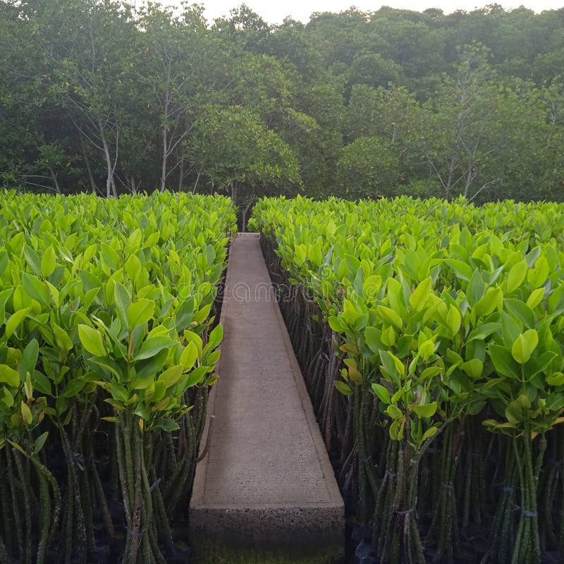 Mangrove Tree Seeds Planted from Mangrove Fruit are Neatly Arranged in ...
