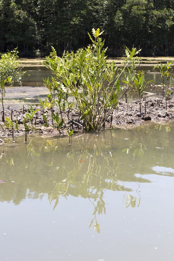 Mangrove tree small stock photo. Image of ecological - 75077422