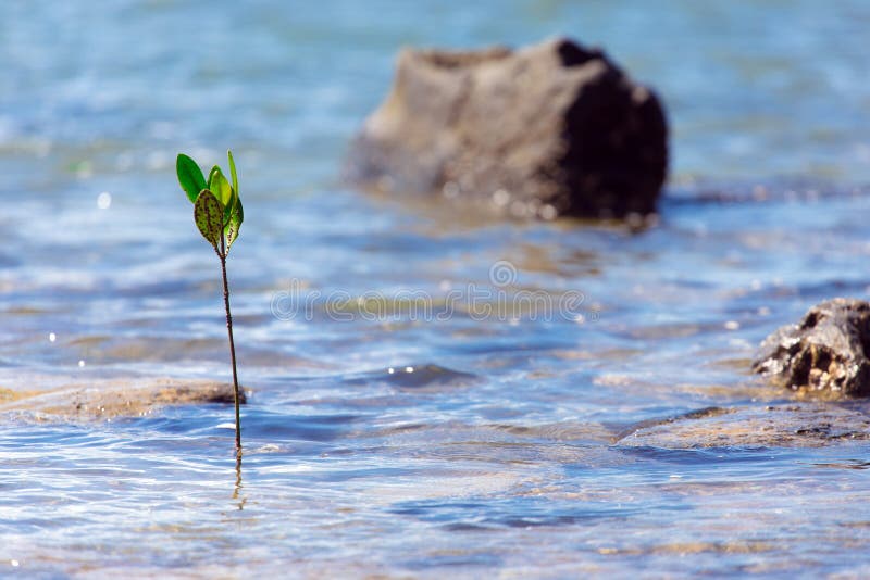 Mangrove tree sprout stock image. Image of asia, emerge - 68128497