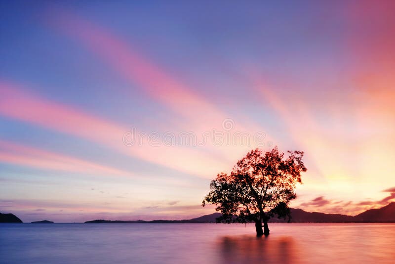 Mangrove tree sunset stock image. Image of shore, dusk - 27187225