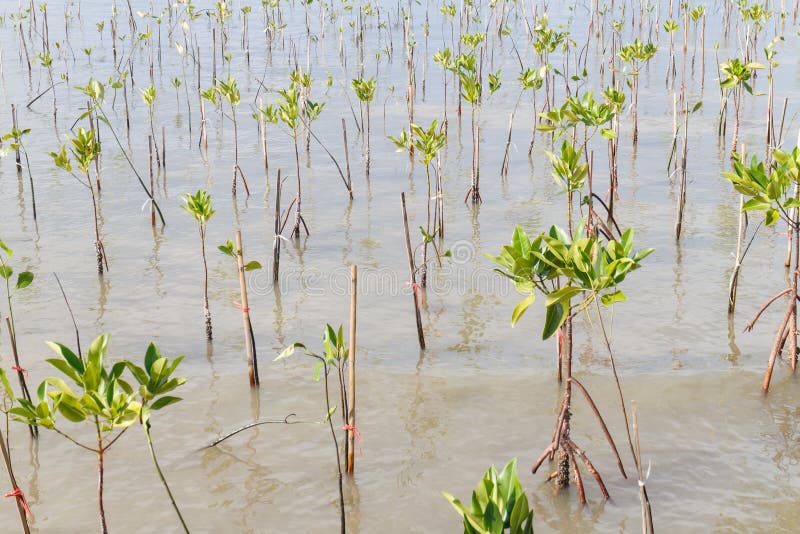 Baby Mangrove Growing Nature Thailand Stock Photos - Free & Royalty ...