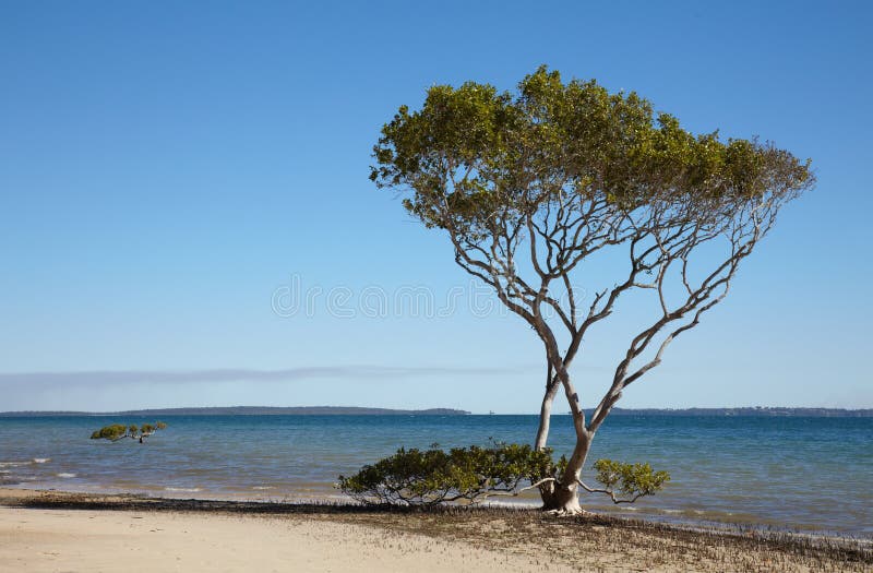 Mangrove trees stock photo. Image of plant, island, forest - 12386860