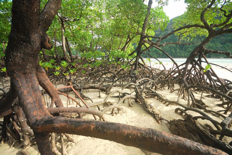 Mangrove trees stock photo. Image of natural, aerial - 28373240