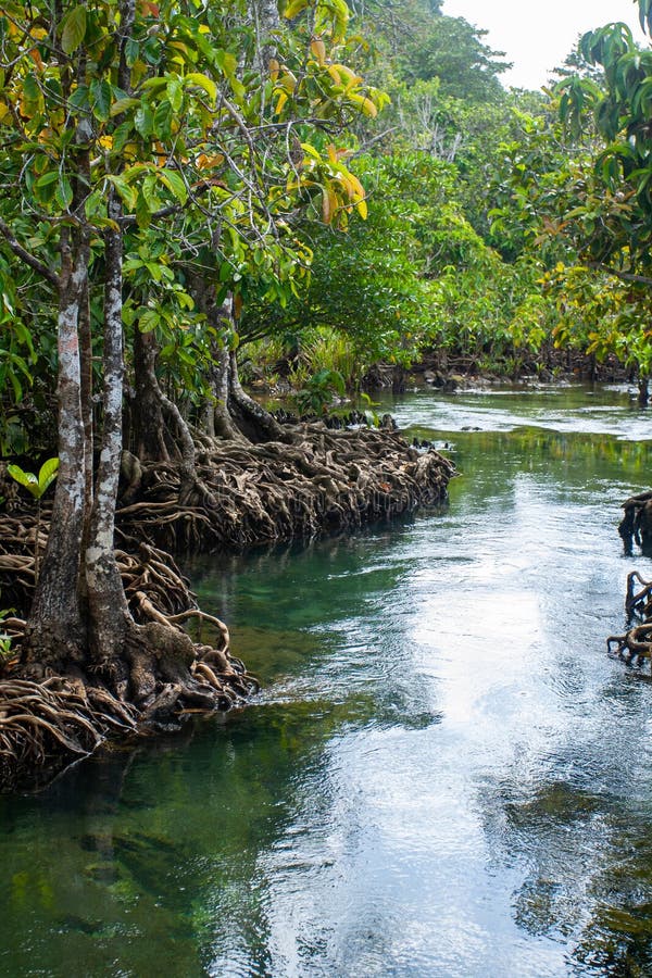 Mangrove Trees Along the River Bank. Vertical Stock Image - Image of ...