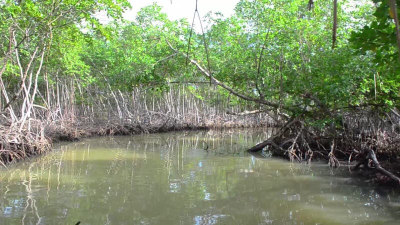 Mangrove Trees Along the River. the Roots of Mangrove Trees in the ...