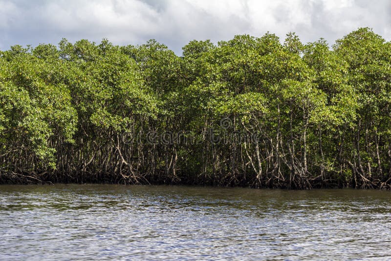 Mangrove Trees Along the Sea Stock Photo - Image of ecology, nature ...