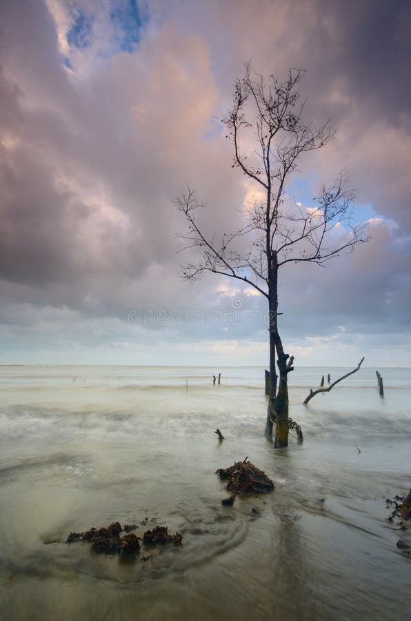 Mangrove Trees on the Beach at Sunset or Sunrise. Stock Photo - Image ...