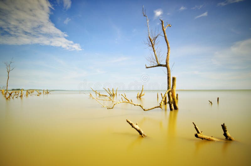 Mangrove Trees on the Beach at Sunset or Sunrise. Stock Photo - Image ...
