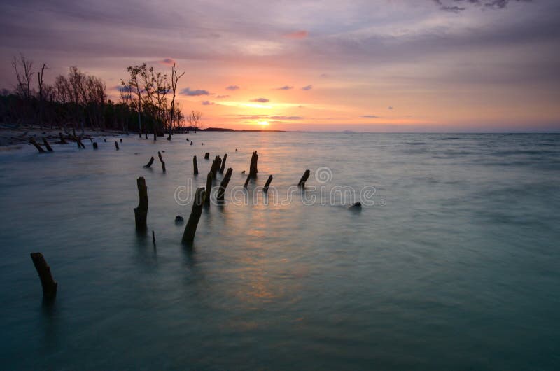 Mangrove Trees on the Beach at Sunset or Sunrise. Stock Image - Image ...