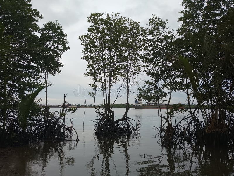Mangrove Trees on the Edge of the Estuary Stock Photo - Image of ...