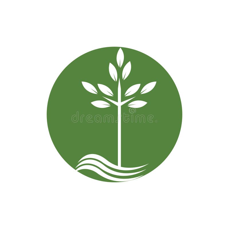 Mangrove Trees and Mangrove Forest Ecology Logo Design Vector Stock ...