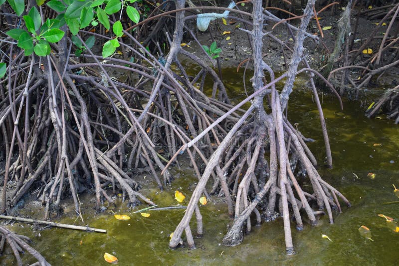 1,811 Twig Roots Stock Photos - Free & Royalty-Free Stock Photos from ...