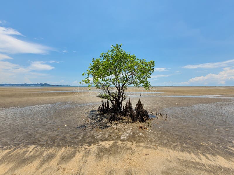 Mangrove Trees Growing between the Beach Sand Stock Photo - Image of ...