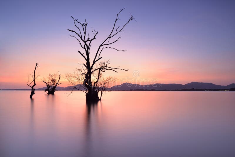 Mangrove trees sunset stock image. Image of gold, coast - 28083969
