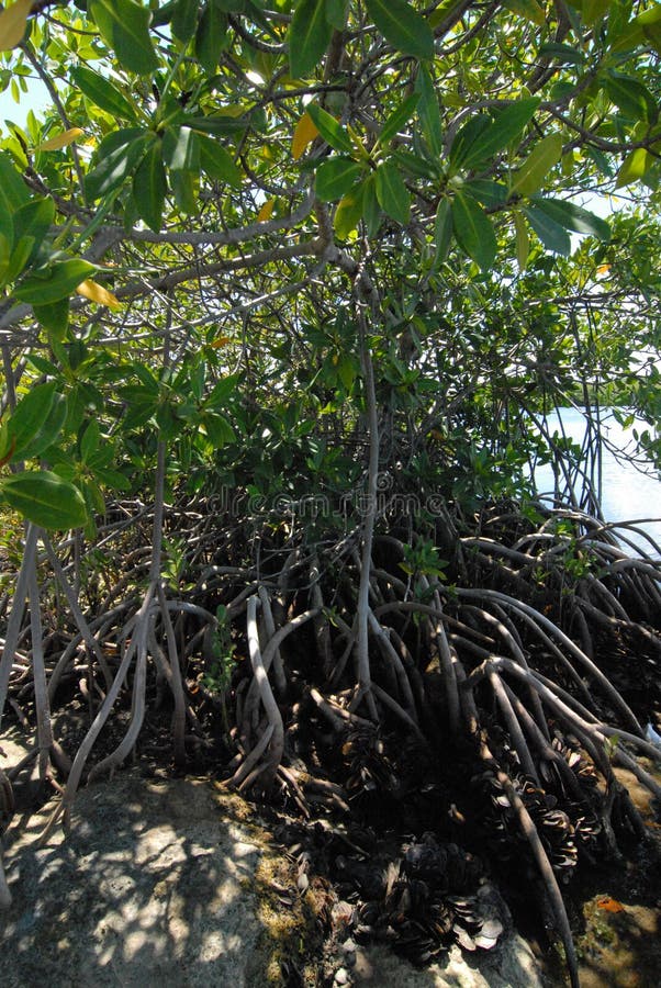 Mangrove trees stock image. Image of trees, keys, southern - 88723053