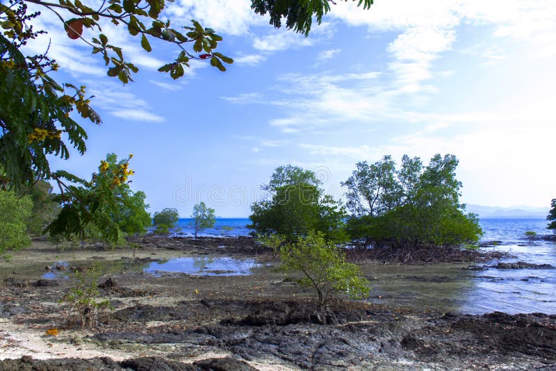 Mangrove Trees, Low Tide. stock image. Image of summer - 53867159