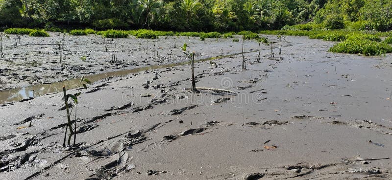 Mangrove trees in the mud stock photo. Image of trees - 203193942