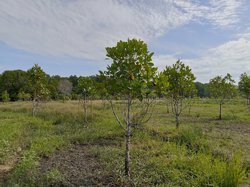 Mangrove Trees are Planted in the Tidal Area Stock Image - Image of ...