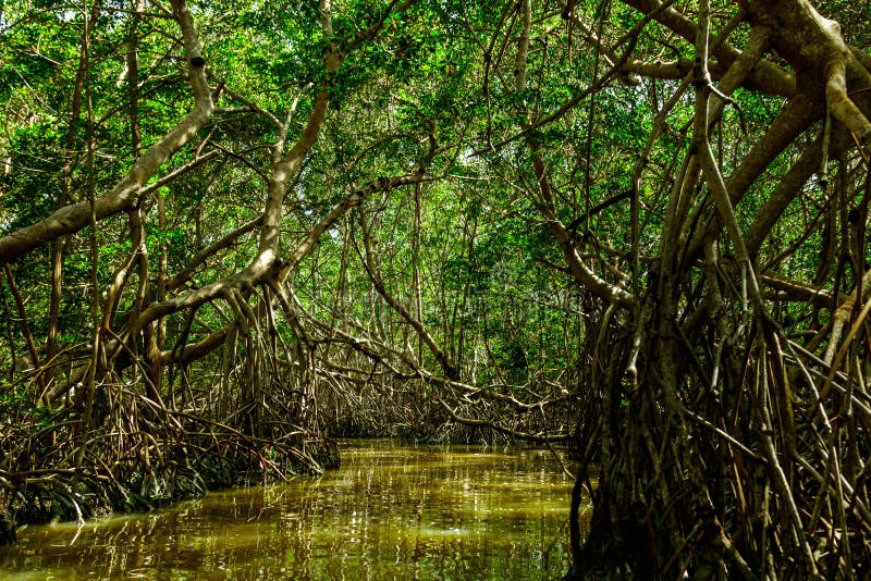 Mangrove trees and river stock image. Image of environment - 119900553