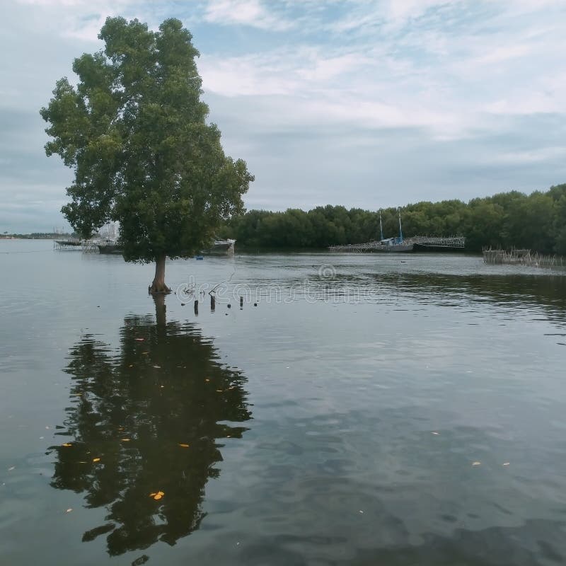 Mangrove Trees are Separated from the Mangrove Forest on the Edge of ...